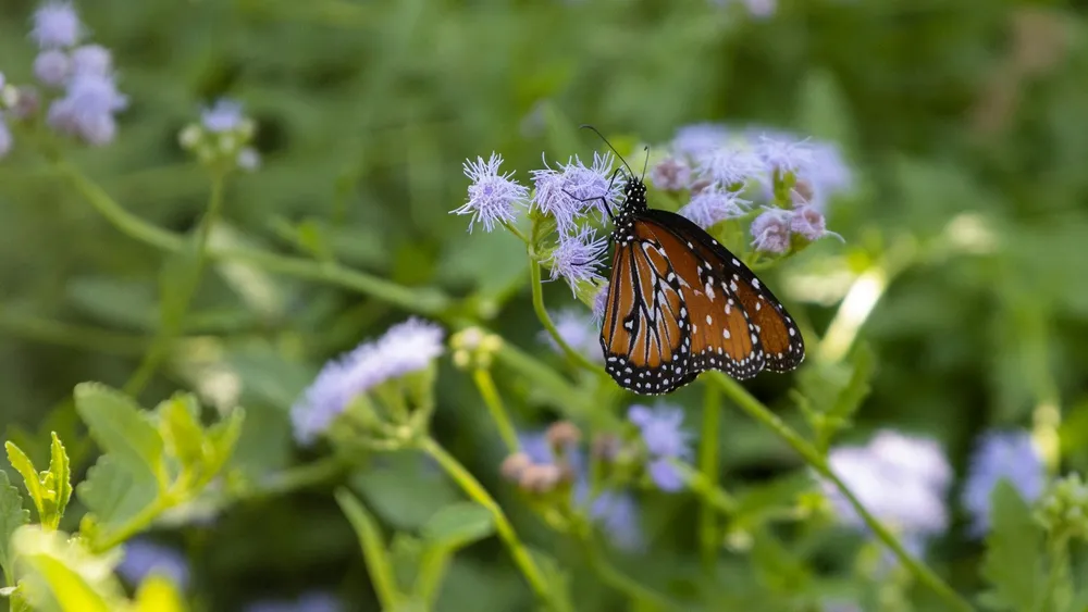 Here's How to Increase the Value of Your Garden Overnight - Go Social